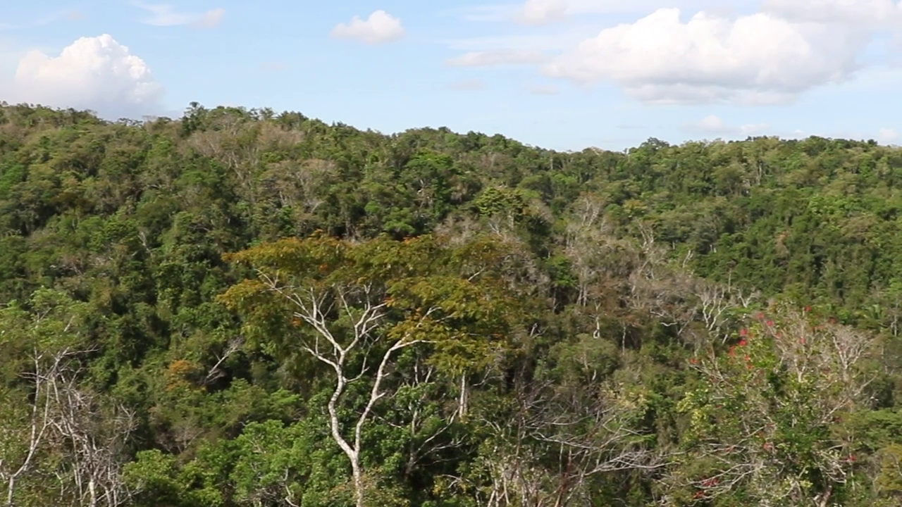 Tata Duende, The Old Man Who Protects the Forest | Greater Belize Media
