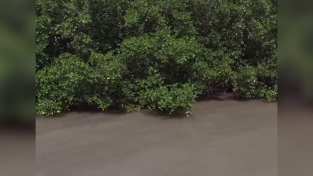 Protecting Belize’s Mangroves | Greater Belize Media