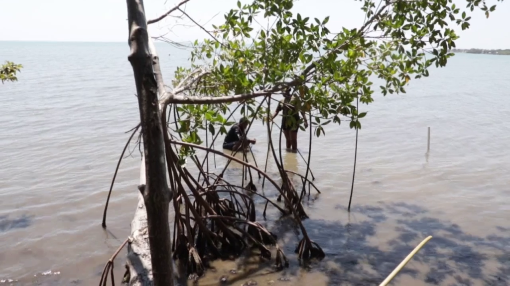 Protecting Belize’s Mangroves | Greater Belize Media