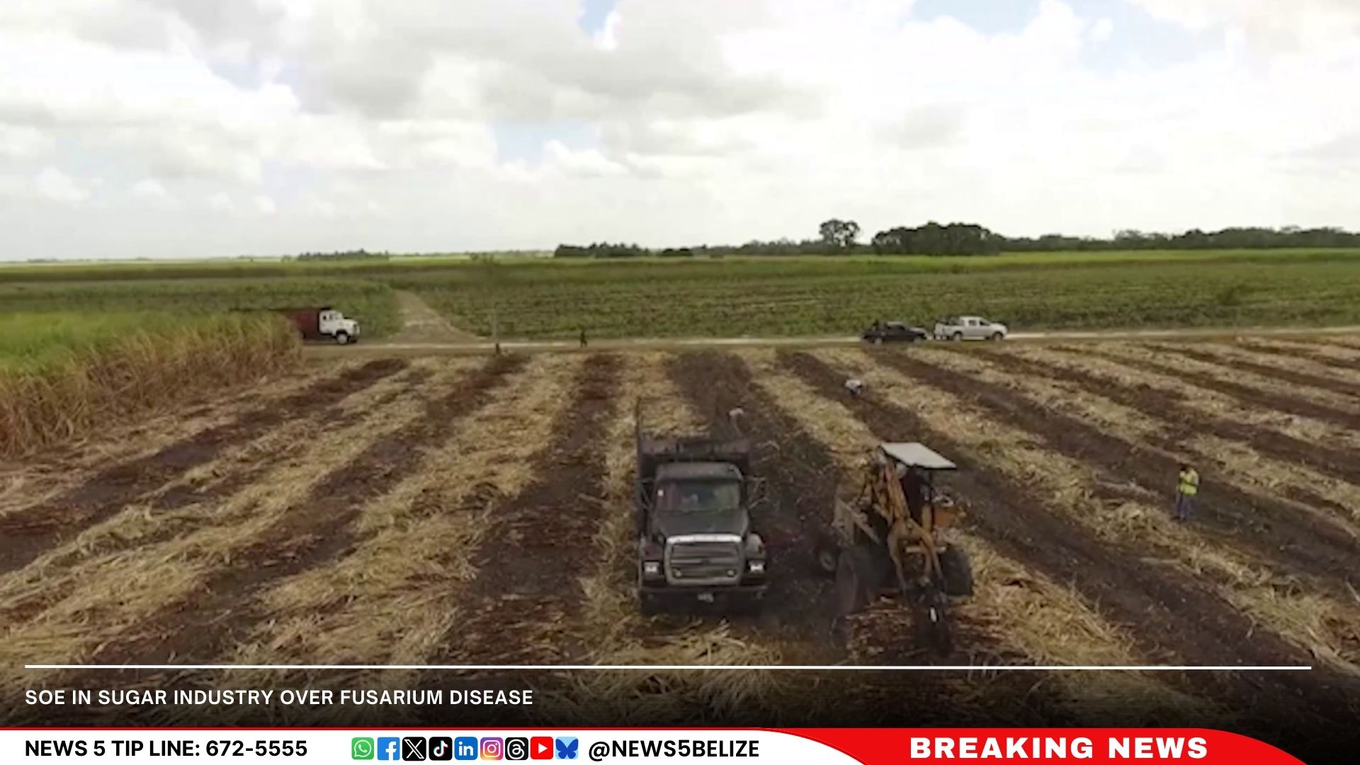 Seeds of Change: Belize’s 2024 Agricultural Gains, Challenges, and the ...
