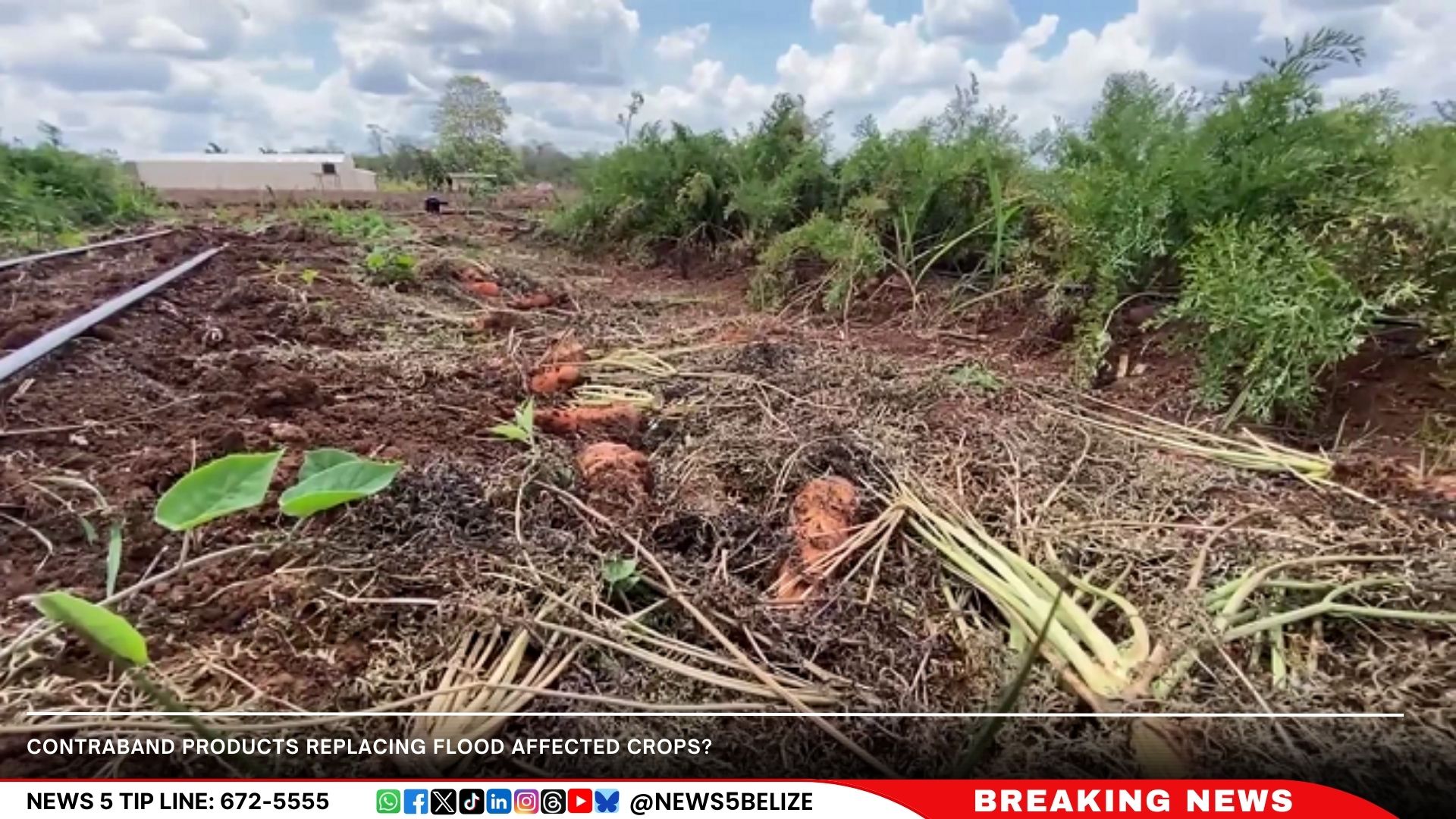 Seeds of Change: Belize’s 2024 Agricultural Gains, Challenges, and the Road Ahead | Greater ...