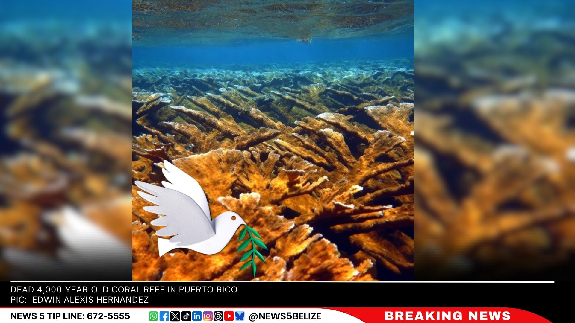 Global Coral Bleaching Crisis: Caribbean Reefs Under Severe Threat ...