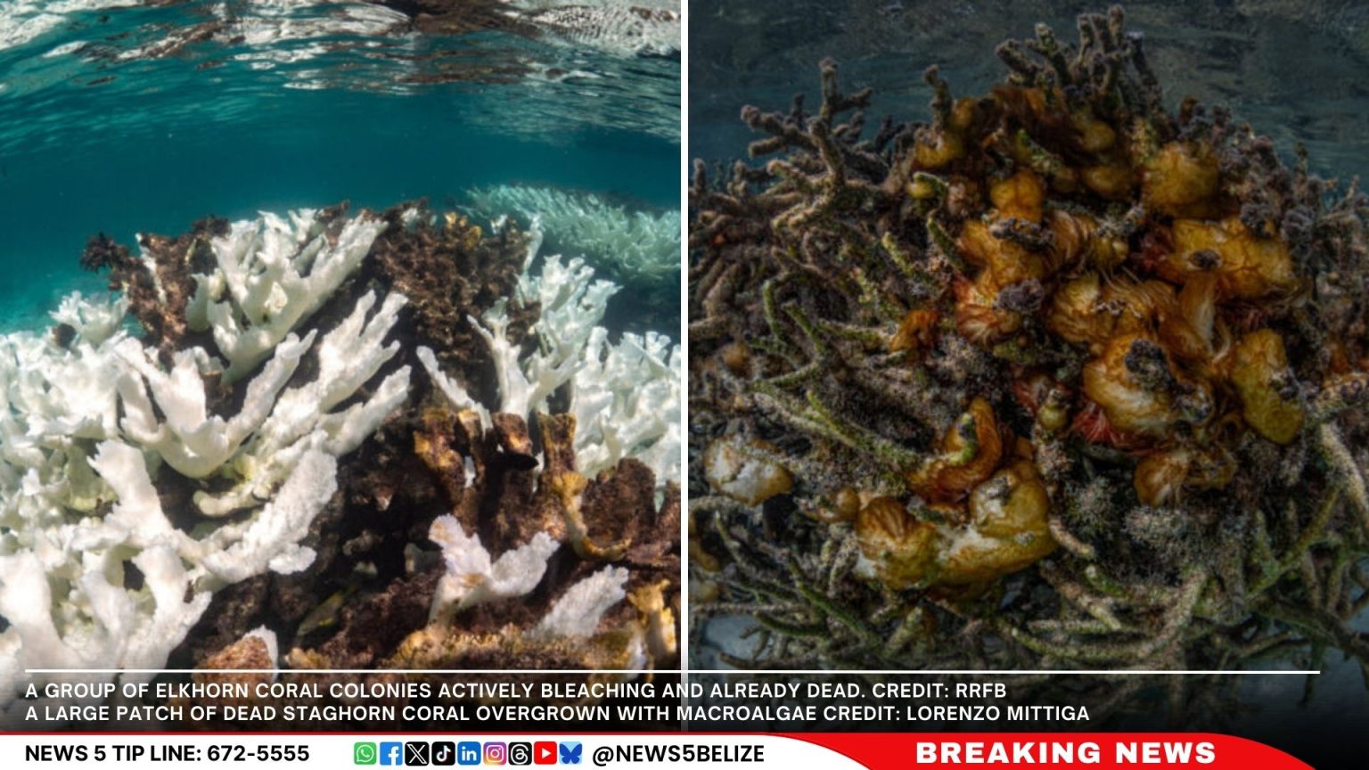 Global Coral Bleaching Crisis: Caribbean Reefs Under Severe Threat ...