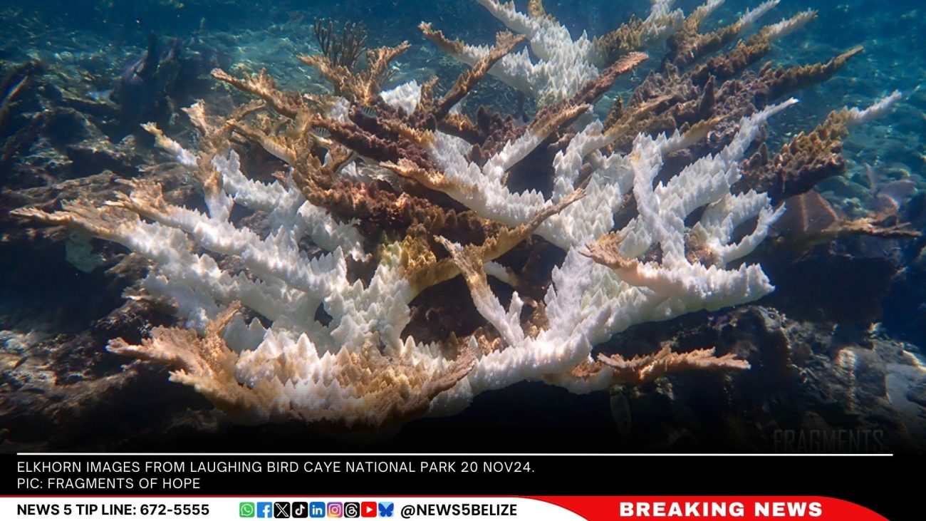 Global Coral Bleaching Crisis: Caribbean Reefs Under Severe Threat ...