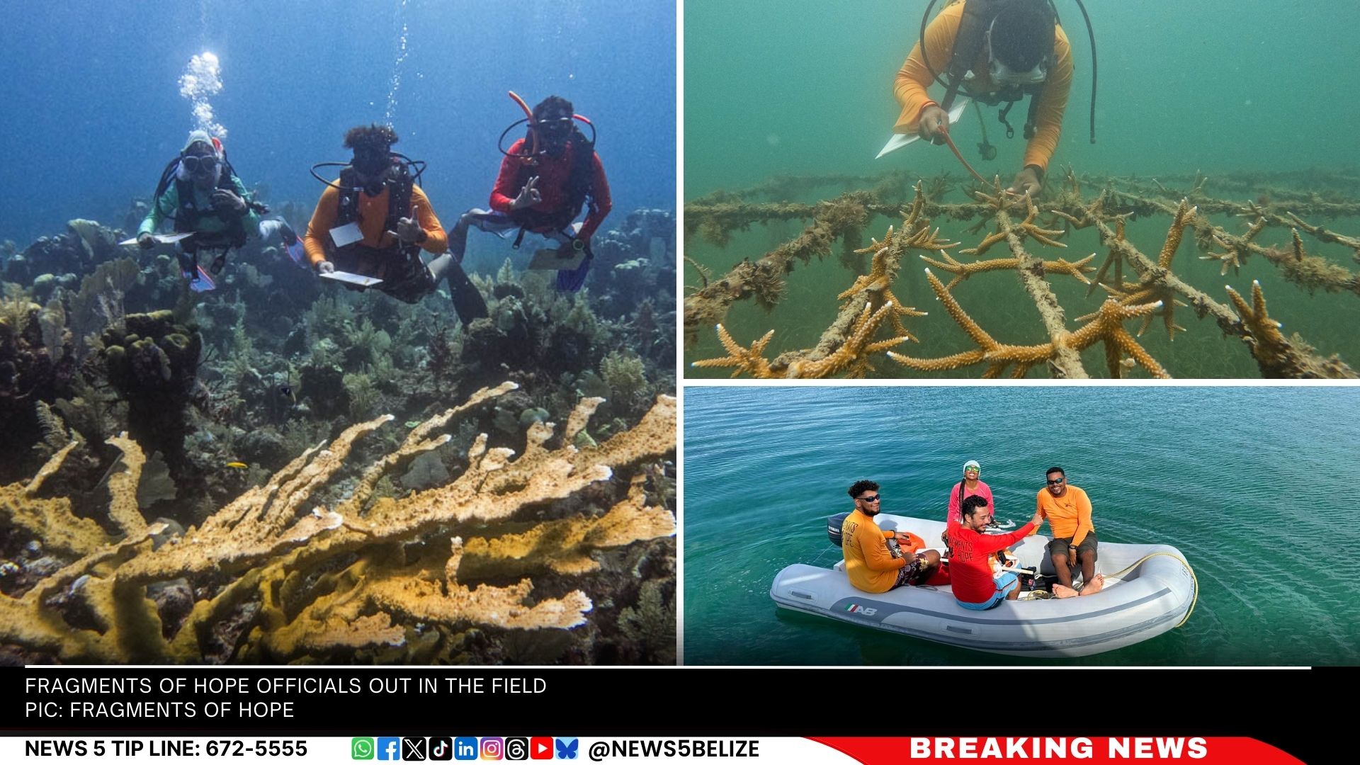Global Coral Bleaching Crisis: Caribbean Reefs Under Severe Threat ...