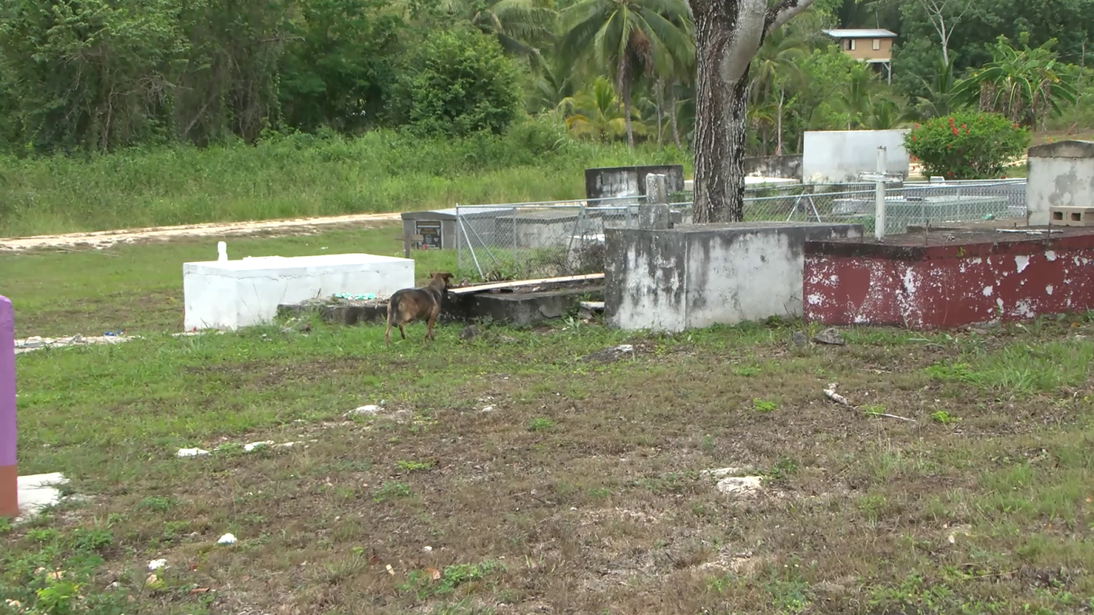 Police Investigates Unitedville Murder | Greater Belize Media