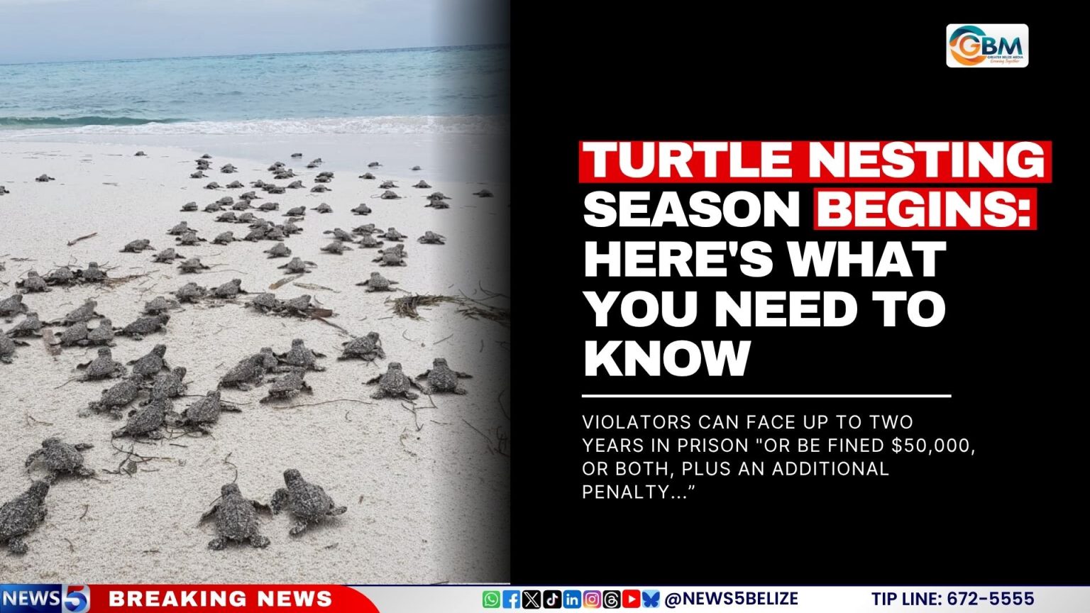 Turtle Nesting Season Begins: Here’s What You Need to Know | Greater ...