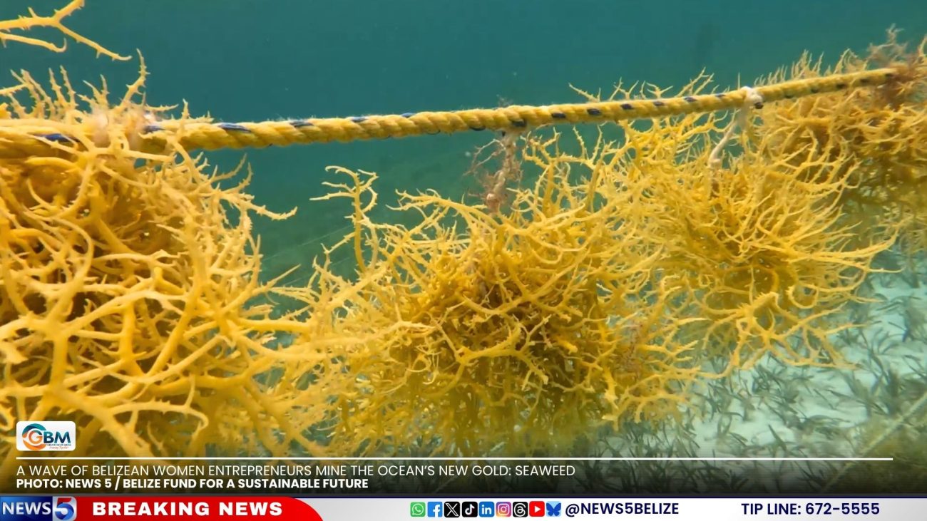 A Wave of Belizean Women Entrepreneurs Mine the Ocean’s New Gold ...