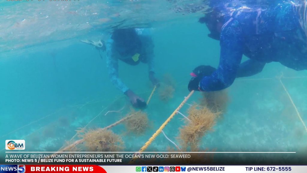 A Wave of Belizean Women Entrepreneurs Mine the Ocean’s New Gold ...