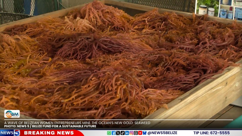 A Wave of Belizean Women Entrepreneurs Mine the Ocean’s New Gold ...