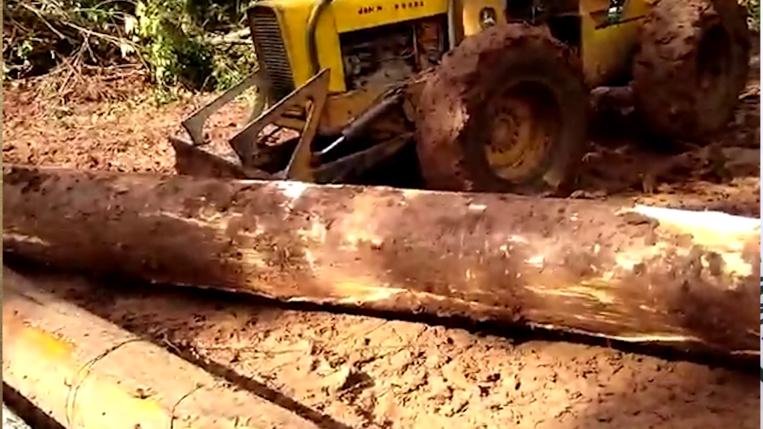 GOB Weighs Pros and Cons of Logging in Mountain Pine Ridge | Greater ...