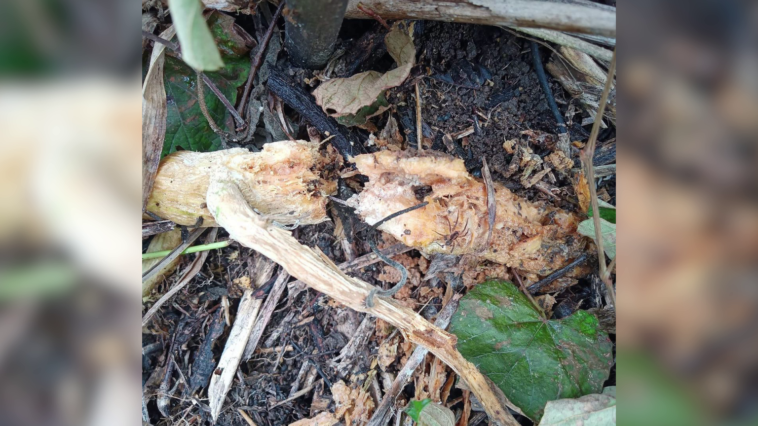 Rodents Ravage San Miguel Farms; Farmers Alarmed by Unusual Invasion ...