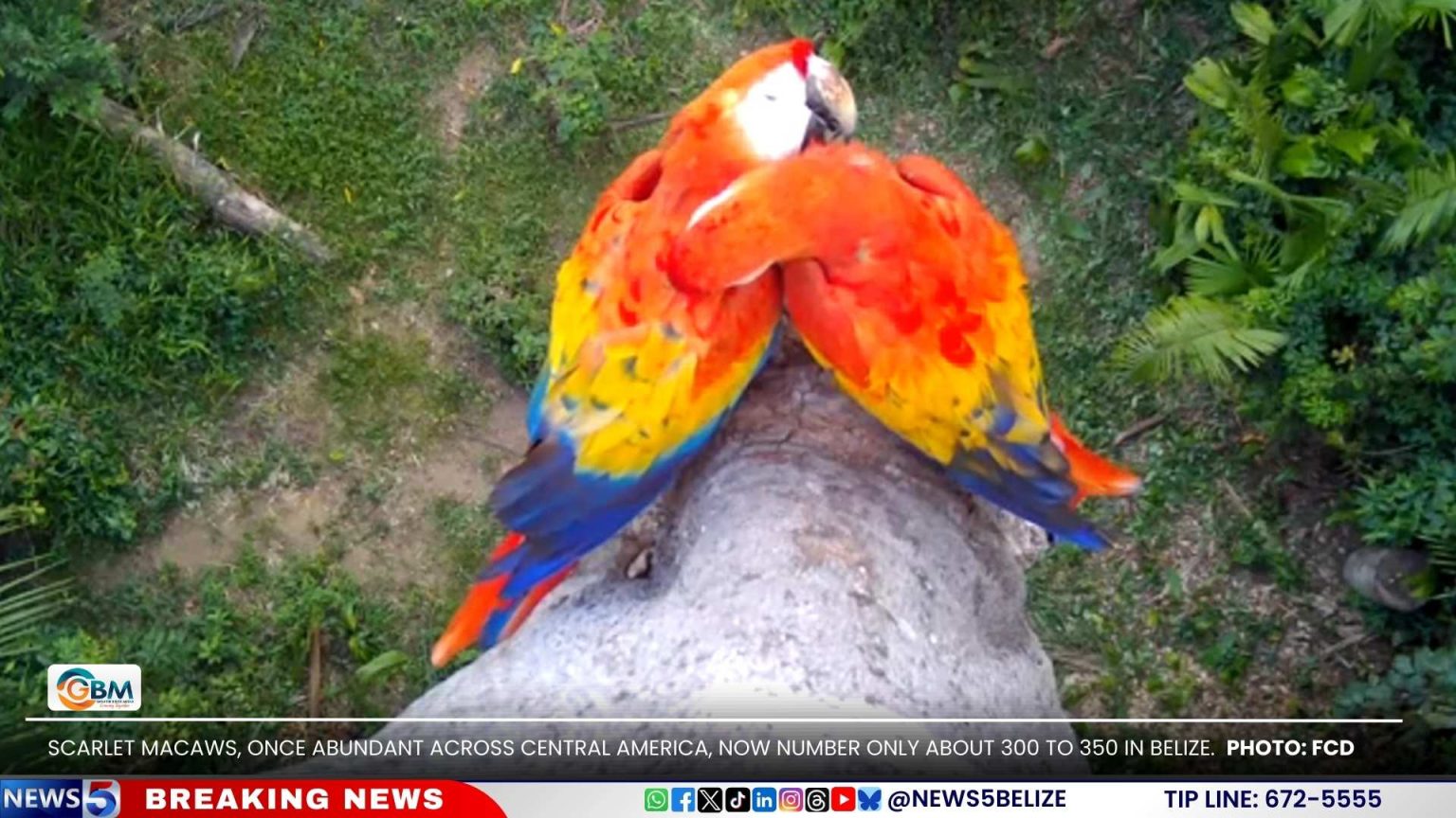 Saving Belize’s Scarlet Macaws: Into the Wild (Part One) | Greater ...