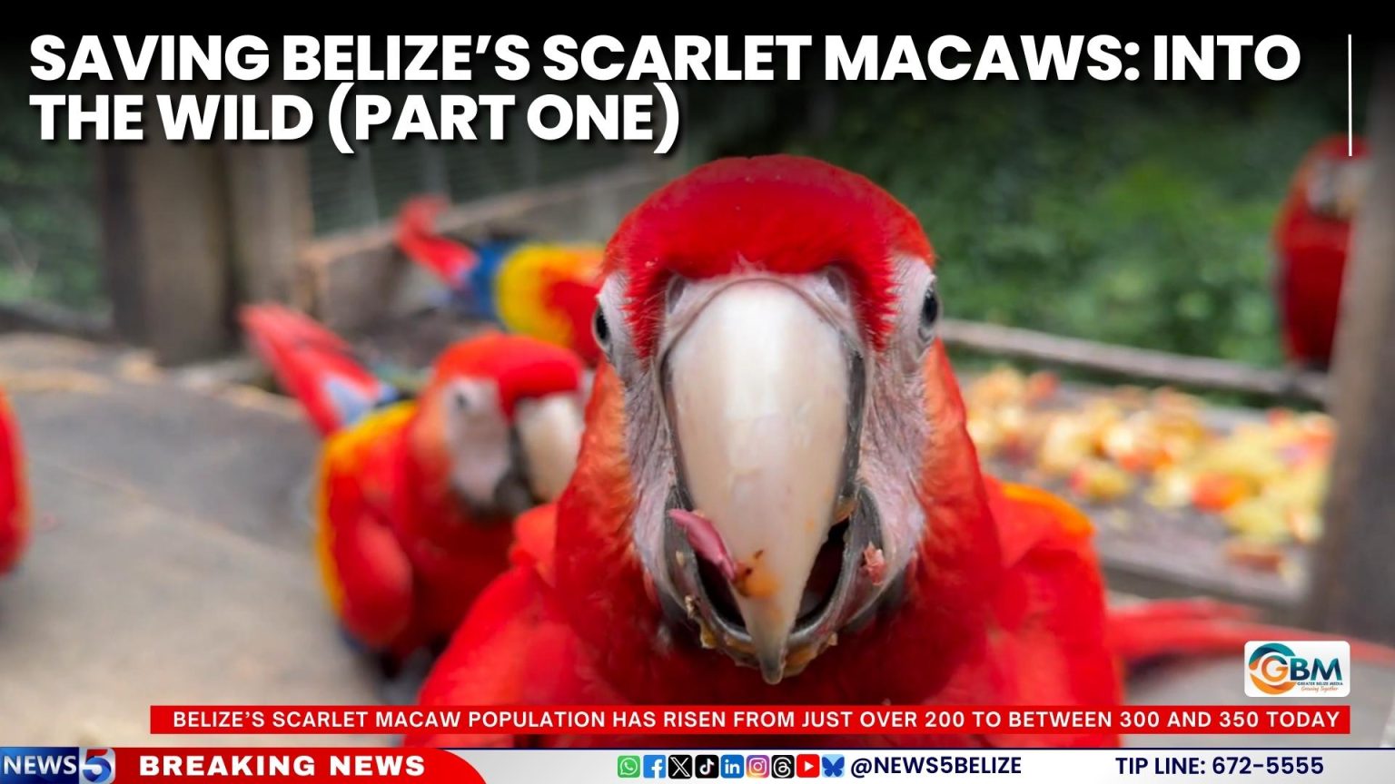 Saving Belize’s Scarlet Macaws: Into the Wild (Part One) | Greater ...