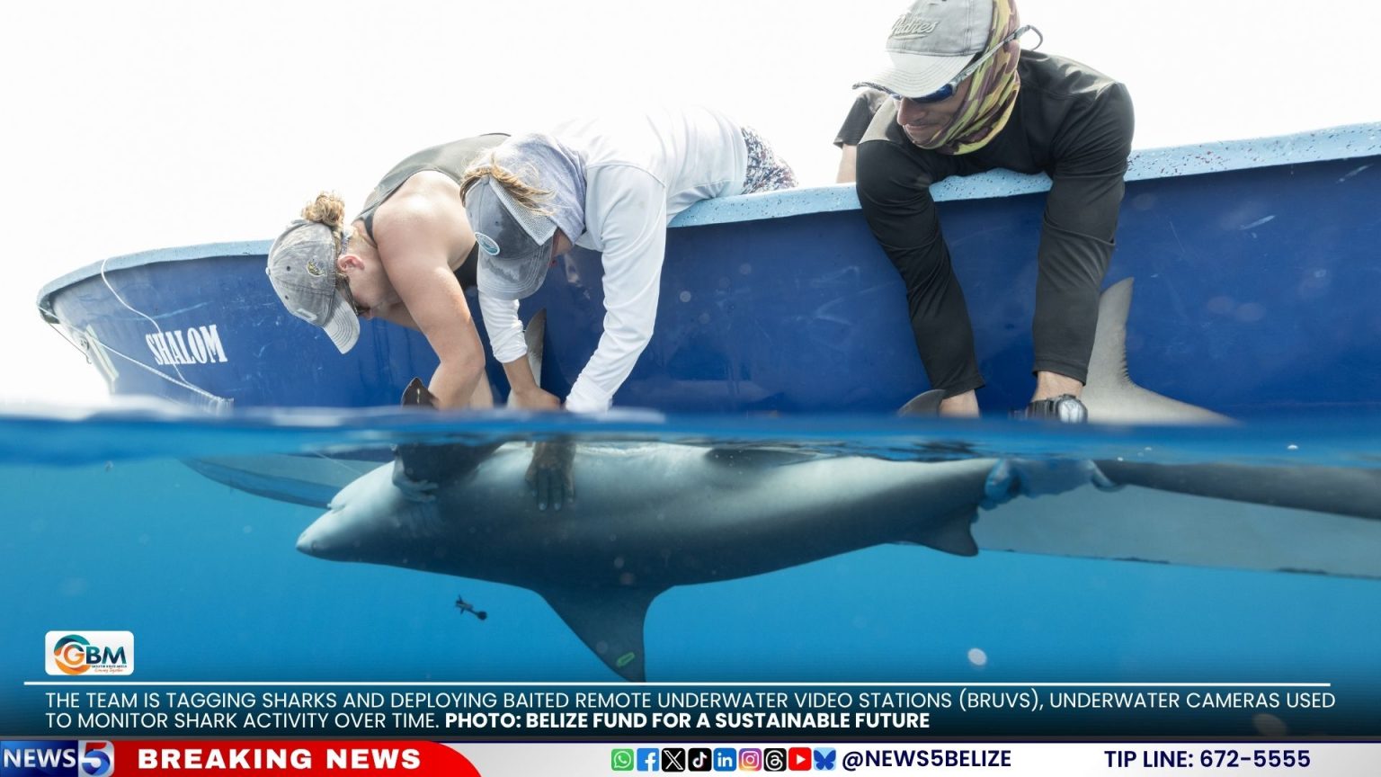 Belize: A Sanctuary for the Ocean’s Gentle Giants | Greater Belize Media