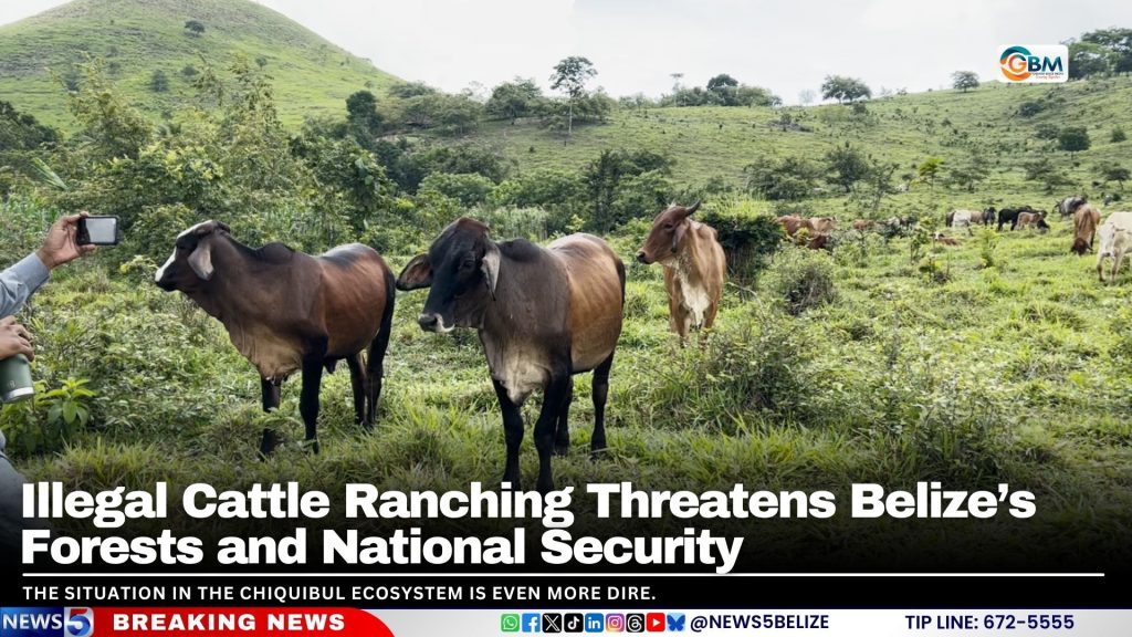 Illegal Cattle Ranching Threatens Belize’s Forests and National Security | Greater Belize Media