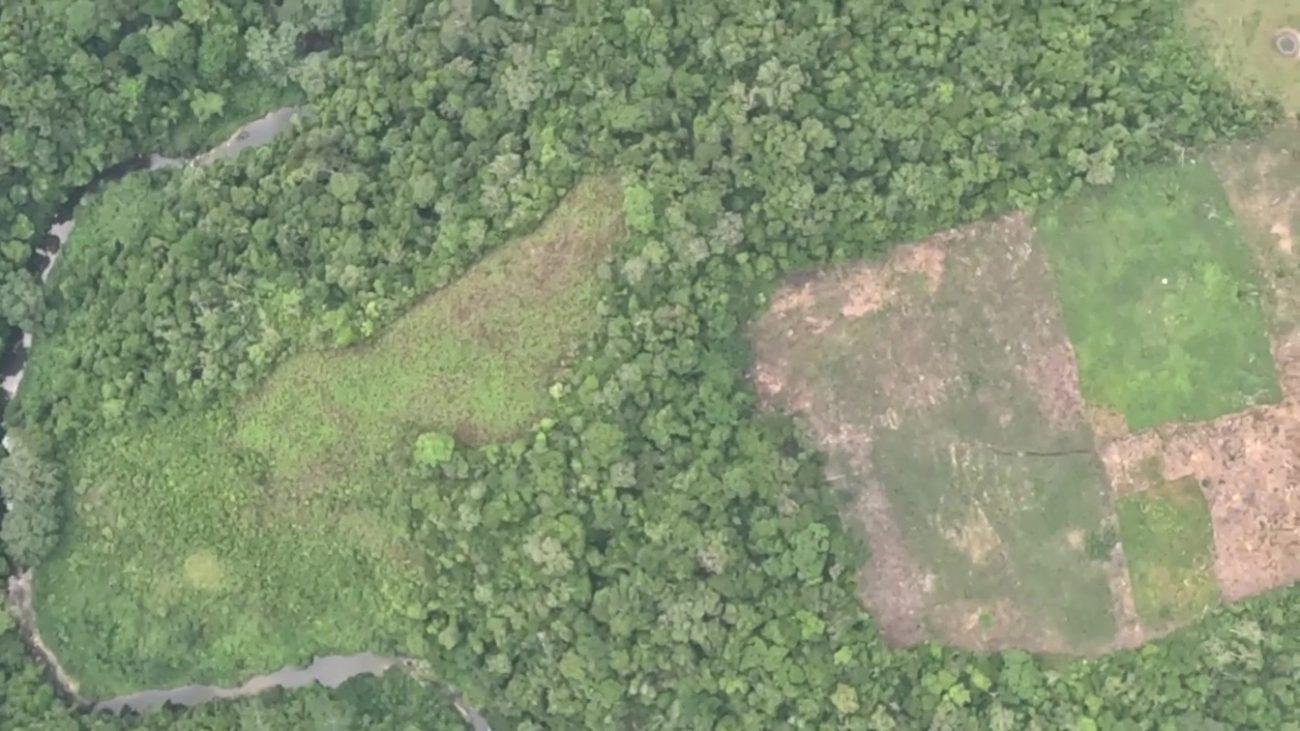Narco Ranches Push Into Belize Forests | Greater Belize Media
