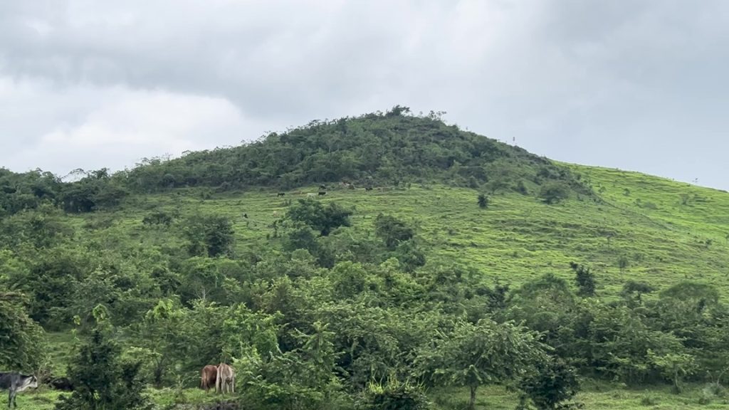 Narco Ranches Push Into Belize Forests | Greater Belize Media