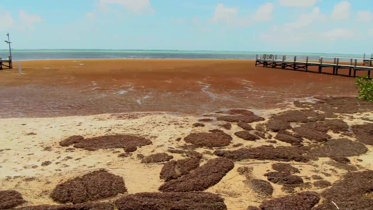 Early Detection System to Help Region Prepare for Sargassum Season ...