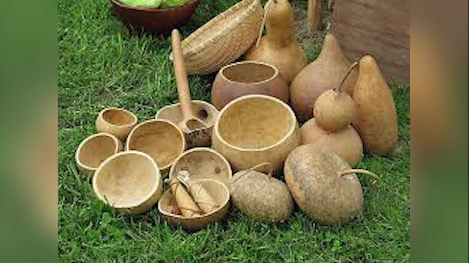 The Shared Uses of Calabash in Indigenous Communities | Greater Belize ...
