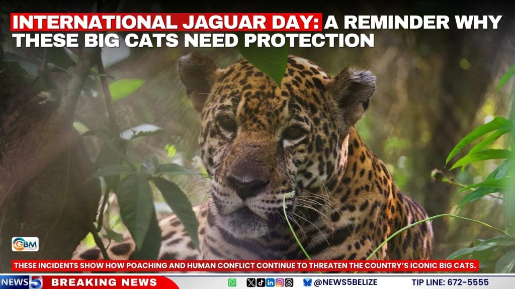 International Jaguar Day: A Reminder Why These Big Cats Need Protection ...