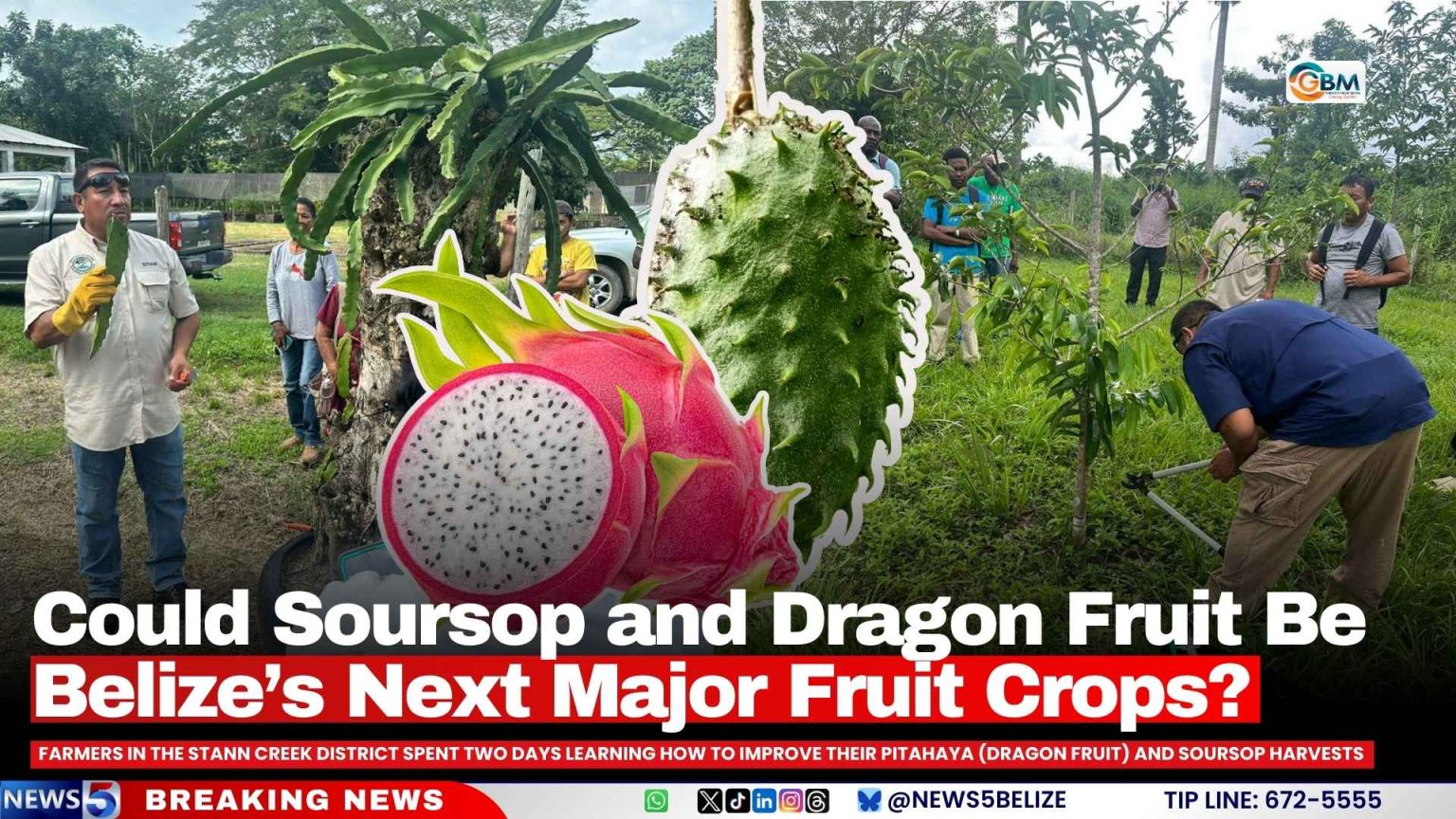 Could Soursop and Dragon Fruit Be Belize’s Next Major Fruit Crops ...