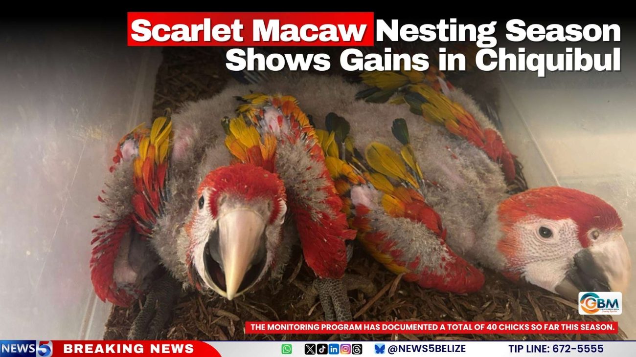 Scarlet Macaw Nesting Season Shows Gains in Chiquibul | Greater Belize ...