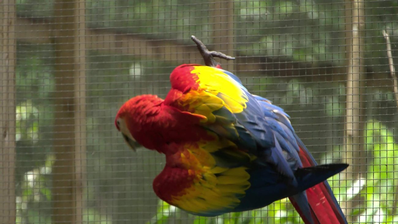 Saving Belize’s Scarlet Macaws: Into the Wild (Pt. 2) | Greater Belize ...