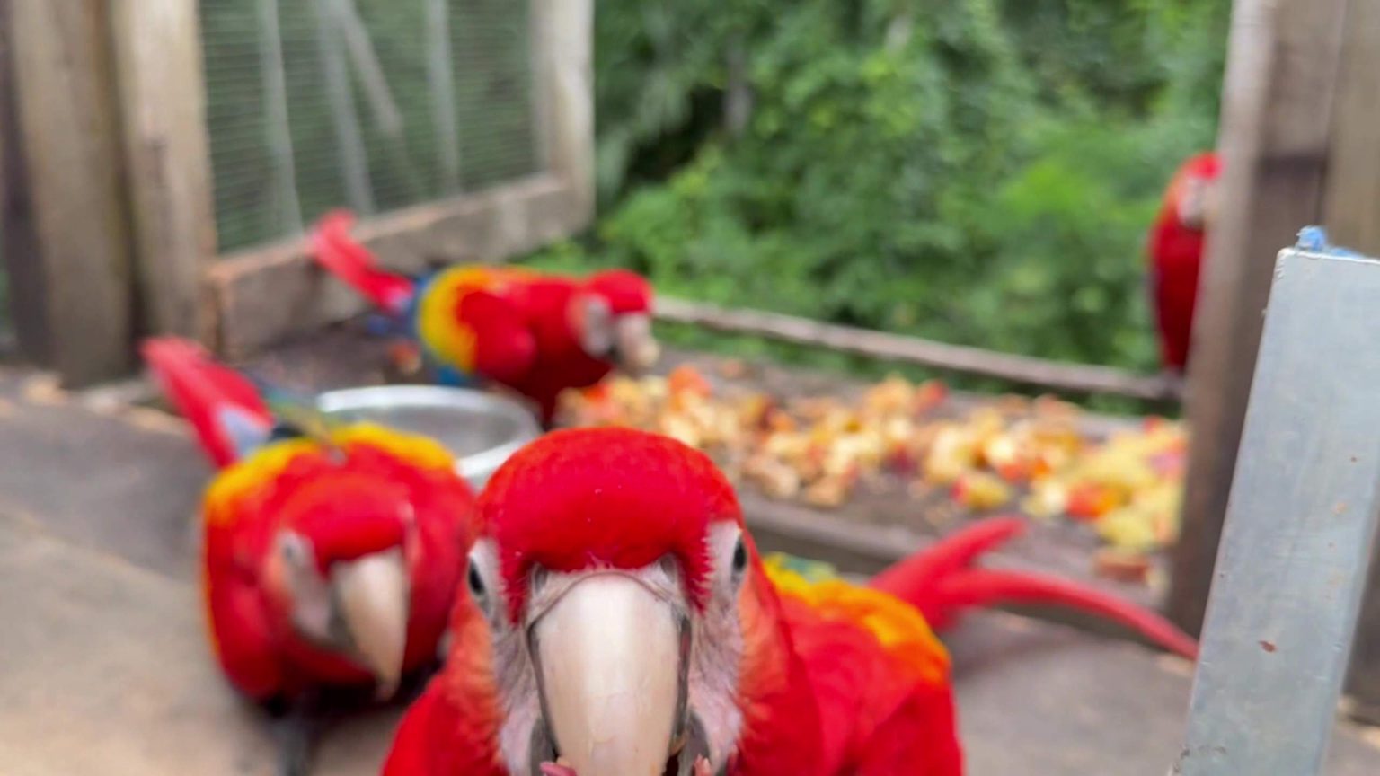 Saving Belize’s Scarlet Macaws: Into the Wild (Pt. 2) | Greater Belize ...