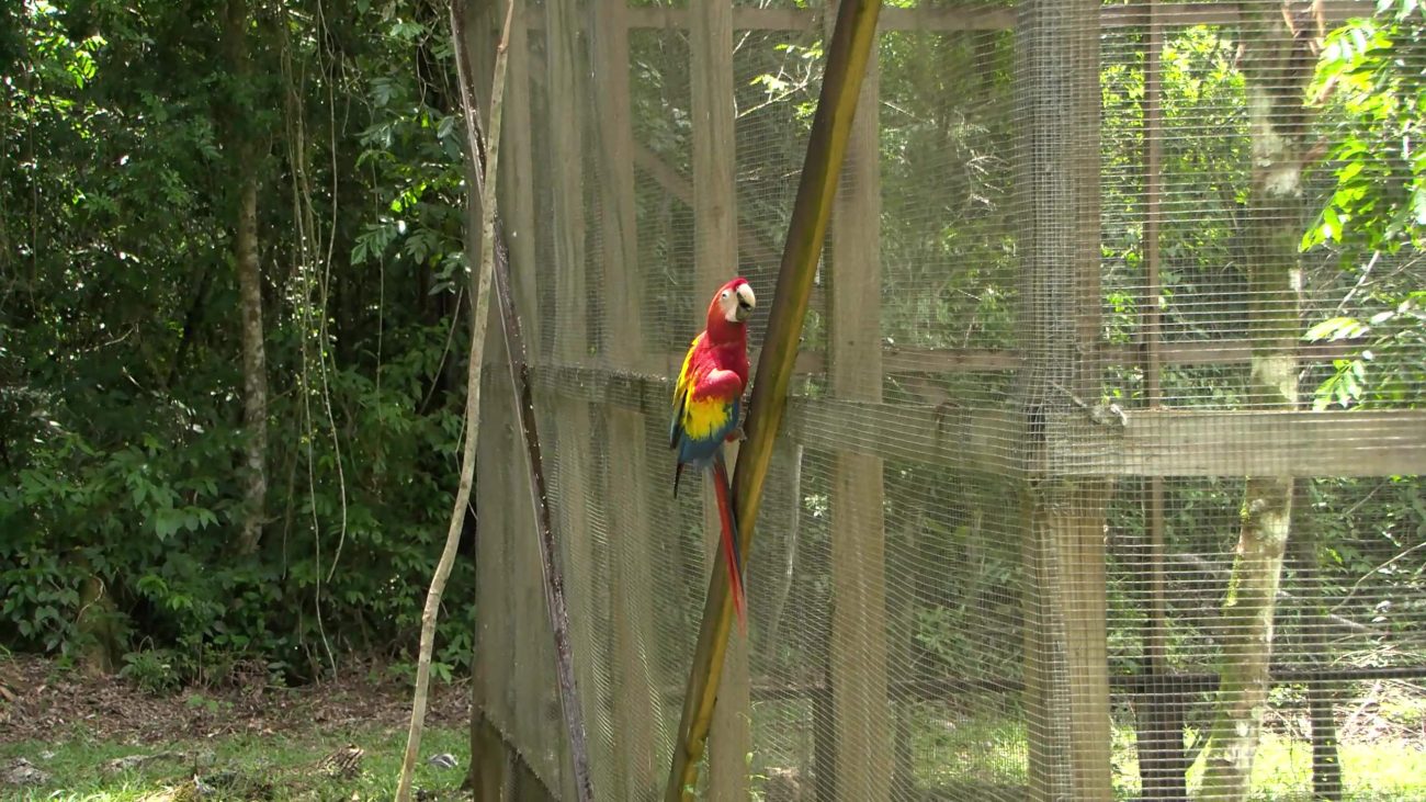 Saving Belize’s Scarlet Macaws: Into the Wild (Pt. 2) | Greater Belize ...