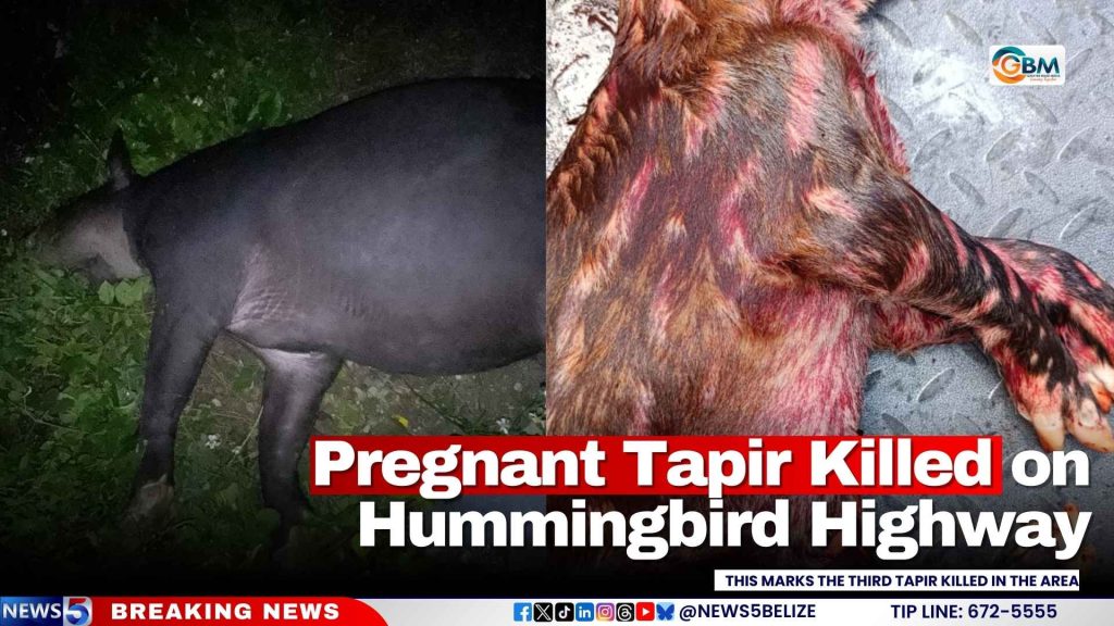 Pregnant Tapir Killed on Hummingbird Highway | Greater Belize Media