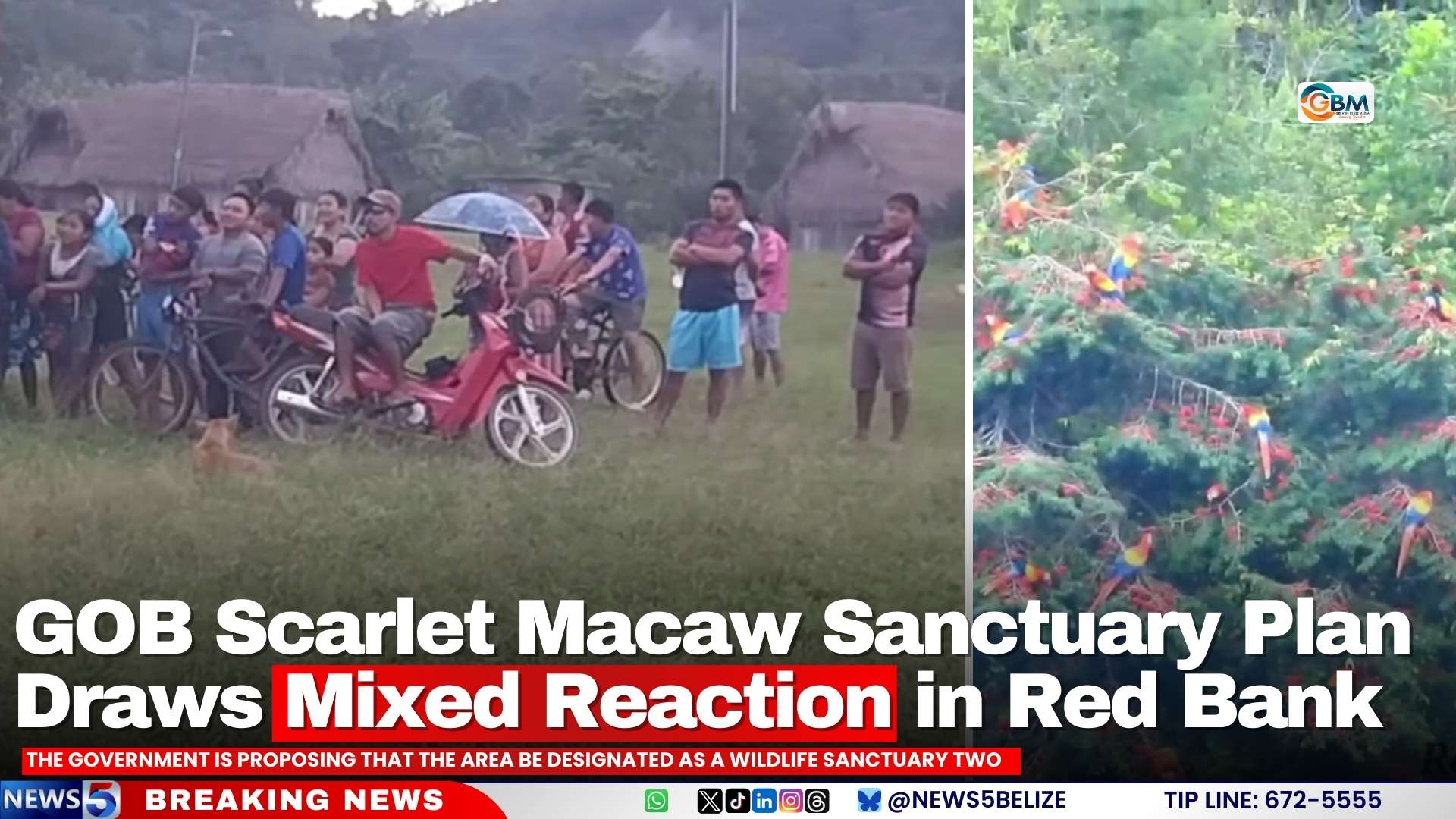 GOB Scarlet Macaw Sanctuary Plan Draws Mixed Reaction in Red Bank ...