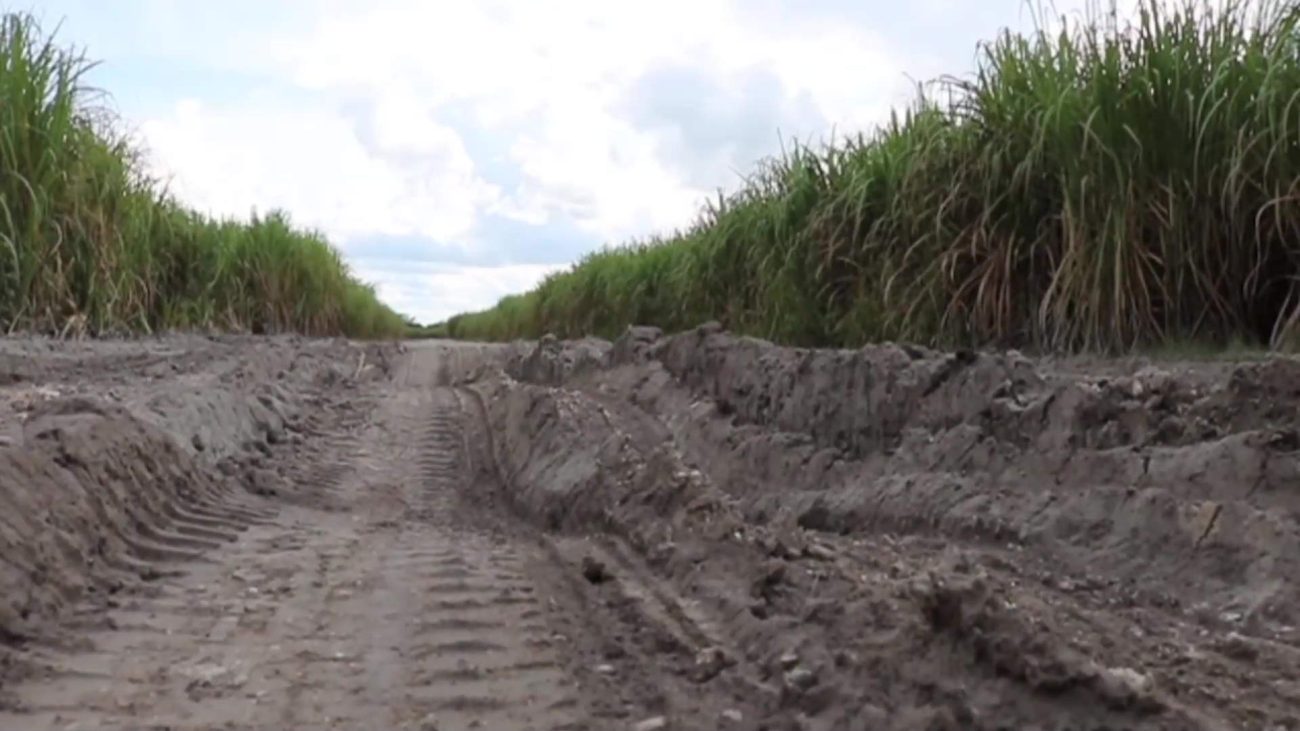 Bad Roads Hit Cane Farmers Just Days Into New Crop