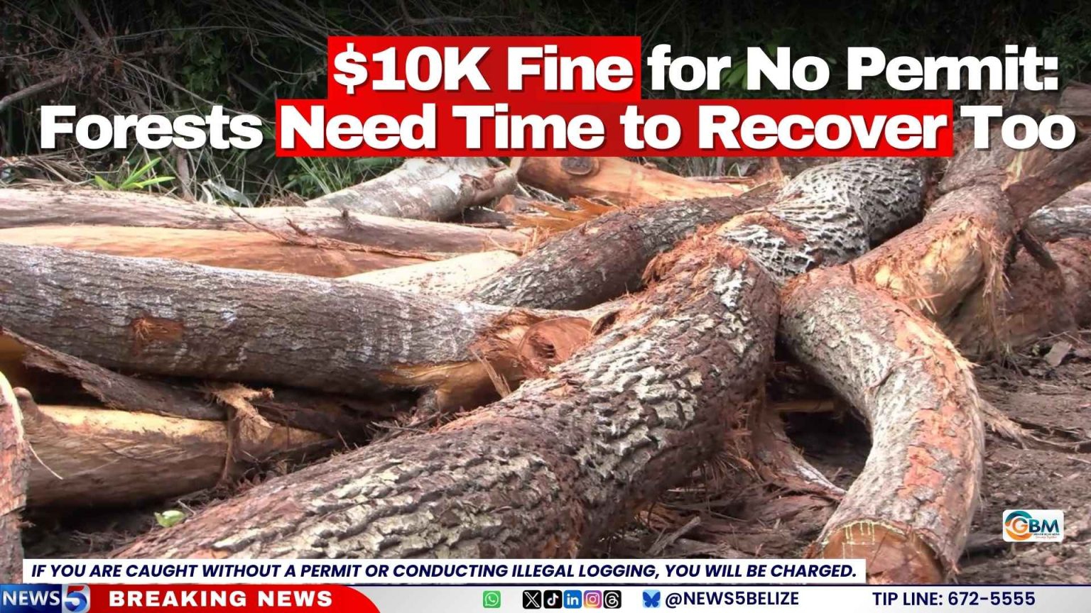 $10K Fine for No Permit: Forests Need Time to Recover Too | Greater ...
