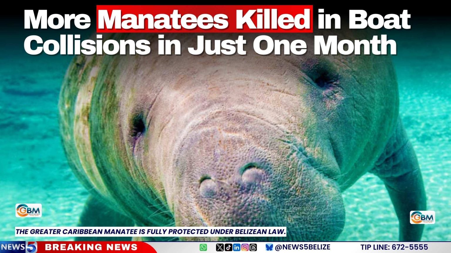 More Manatees Killed in Boat Collisions in Just One Month | Greater ...
