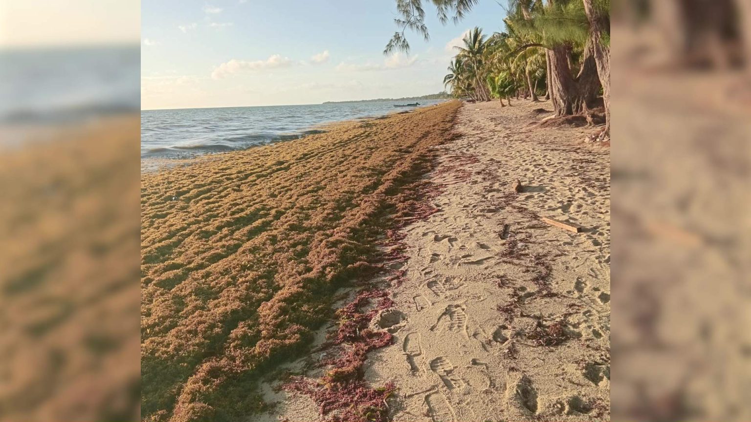 Updated Forecast Warns of Sargassum Along Belize’s Coast | Greater ...