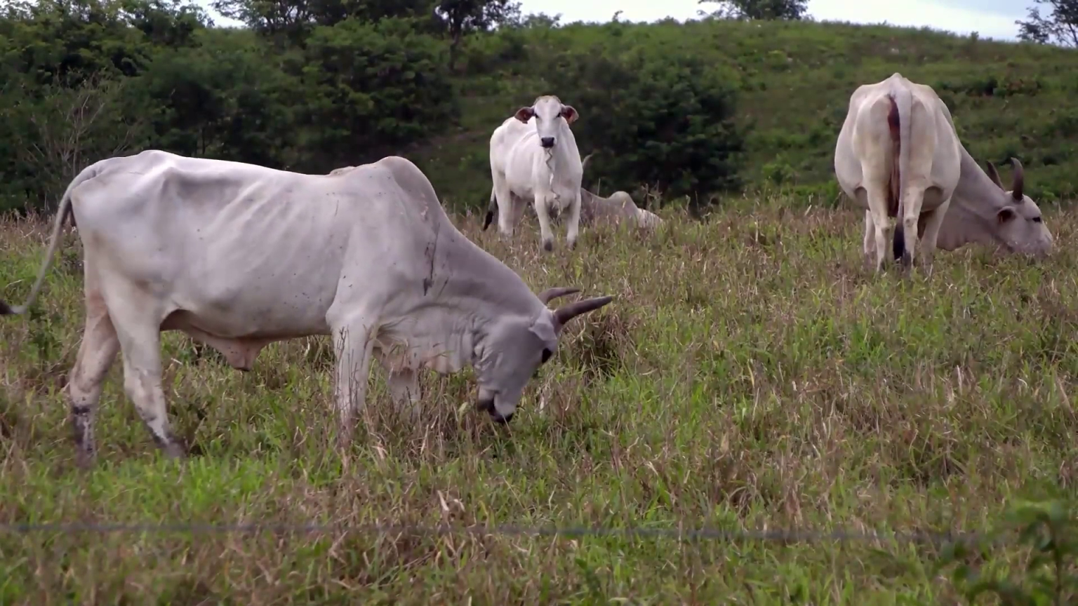Modern Technology Training Set to Lift Belize’s Livestock Sector ...