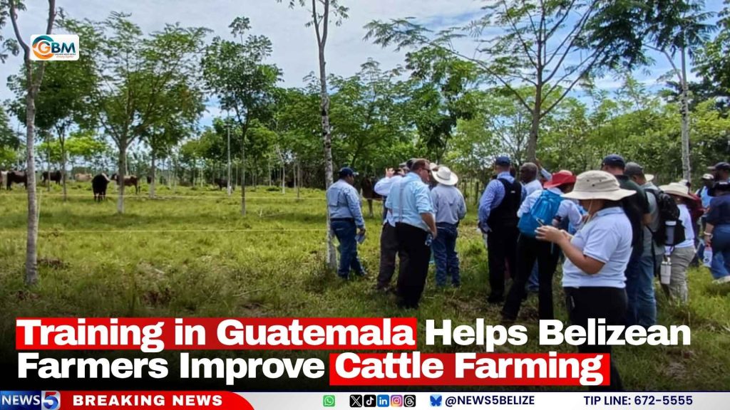 Training in Guatemala Helps Belizean Farmers Improve Cattle Farming ...